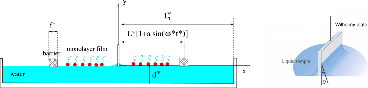 The role of fluid dynamics on compressed/expanded surfactant monolayers ...