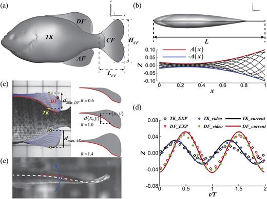 Hydrodynamics of median-fin interactions in fish-like locomotion ...