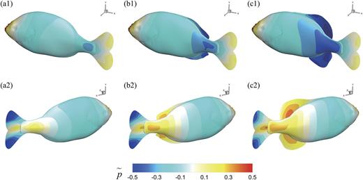 Hydrodynamics of median-fin interactions in fish-like locomotion ...