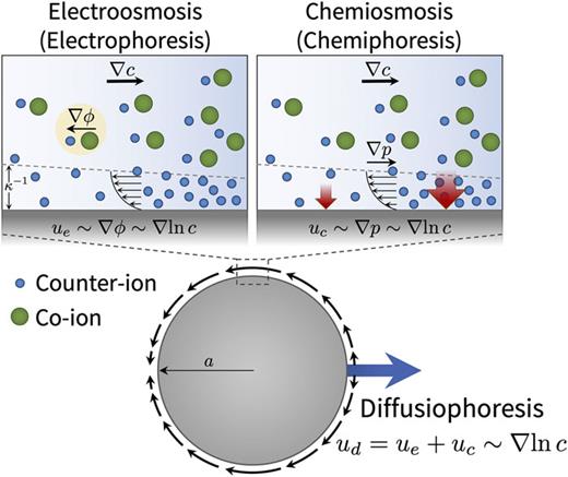 Diffusiophoretic separation of colloids in microfluidic flows | Physics ...