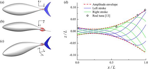 Specialization of tuna: A numerical study on the function of caudal ...