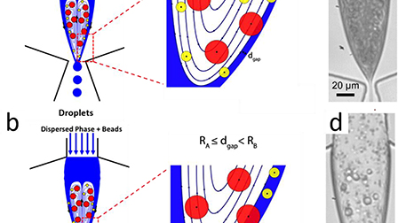 Shear-dependent microvortices in liquid–liquid flow-focusing geometry ...