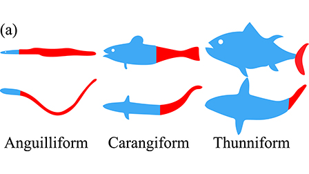 Scaling law of fish undulatory propulsion | Physics of Fluids | AIP ...