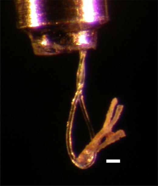 Structural organization of space polymers | Physics of Fluids | AIP ...