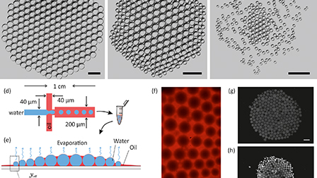 Distributed evaporation of water-in-oil emulsion drops on solid ...