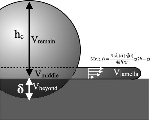Spreading dynamics of a droplet impacting a sphere | Physics of Fluids ...