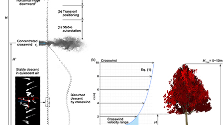 Kinematic responses of an autorotating samara to concentrated crosswind ...