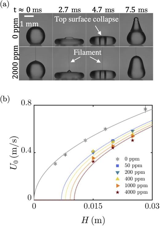 Air entrainment dynamics of aqueous polymeric droplets from dilute to ...