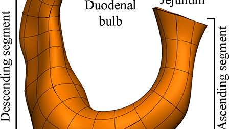 Anatomically realistic computational model of flow and mixing in the ...
