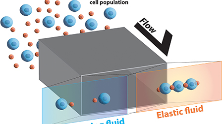 Deciphering viscoelastic cell manipulation in rectangular microchannels ...