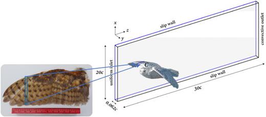 Numerical study of owls' leading-edge serrations | Physics of Fluids | AIP Publishing