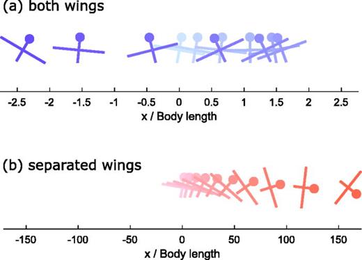 Lateral instability in fruit flies is determined by wing–wing ...