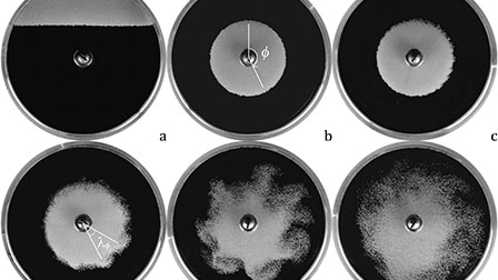 Shear instability at the interface between fluid and granular medium in ...