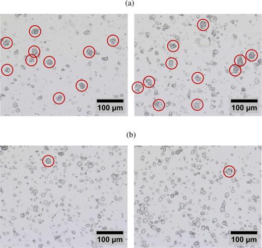 Crystallization in highly supersaturated, agitated sucrose solutions ...