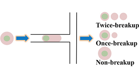 Dynamic mechanism of double emulsion droplets flowing through a ...