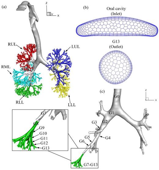 Large eddy simulation study of the airflow characteristics in a human ...
