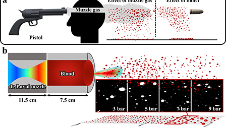 Effect of muzzle gas on forward blood spatter from a gunshot ...