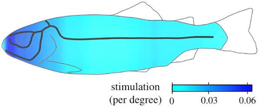 A numerical simulation research on fish adaption behavior based on deep ...