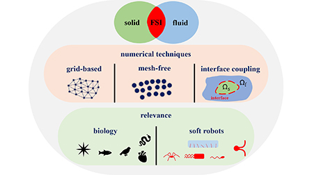 Computational fluid–structure interaction in biology and soft robots: A review | Physics of ...