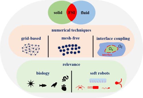 Computational fluid–structure interaction in biology and soft robots: A review | Physics of ...
