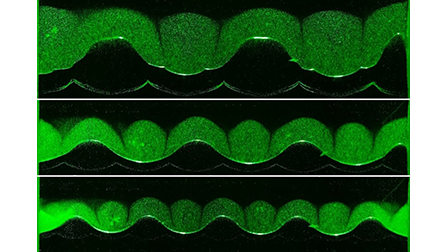Oscillatory excitation of Faraday waves on the interface of immiscible ...
