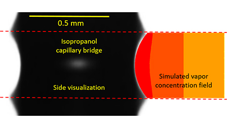 Evaporating capillary bridges of pure and binary liquids | Physics of ...