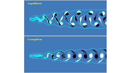 How does vortex dynamics help undulating bodies spread odor? | Physics ...