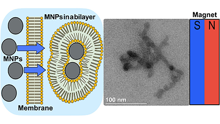 Penetration of hydrophilic colloidal magnetite nanoparticles through a ...