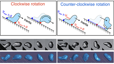A bouncing and rotating drop after oblique impact on Lubricant ...