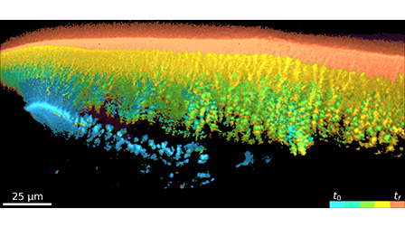 Diffusion-driven deposition model suggests stiffer gels deposit more ...