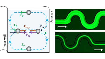 Particle migration in the flow of polymer solutions through a ...