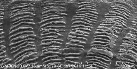 On biomimetic surface texturing and its impact on turbulent flow and ...