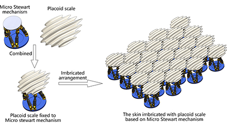 Co-simulation of drag reduction of placoid scale oscillation driven by ...