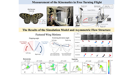 Kinematics and aerodynamic analysis in the turning flights of ...
