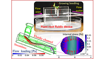 Intermittent flow influences plant root growth: A phytofluidics ...
