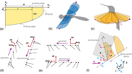 Numerical comparison between symmetric and asymmetric flapping wing in ...