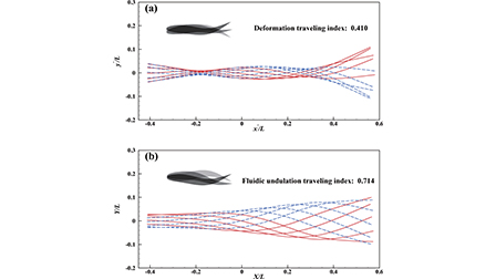 Fluidic undulation effects on carangiform swimmers propelled by ...