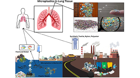 Breathing in danger: Mapping microplastic migration in the human ...