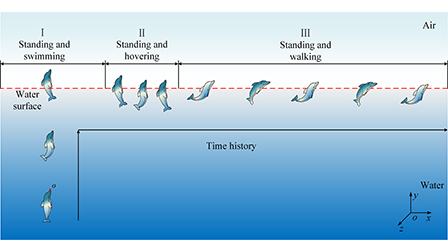 Hydrodynamics of surface standing-and-walking behavior via a novel ...
