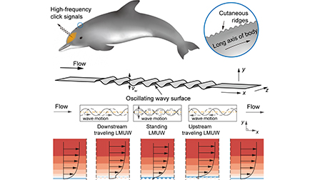 Turbulent drag reduction using dolphin-inspired near-wall ultrasonic ...