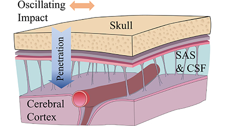 Modeling of periodical shearing flow in a fibrous space with ...
