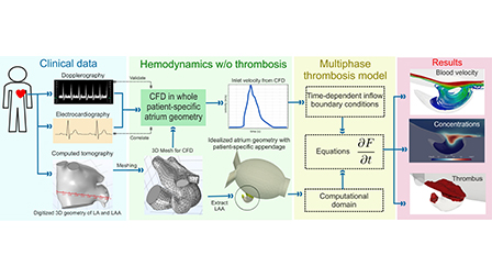 Multiphase patient-specific simulations to study fibrillation-induced thrombosis in the left ...