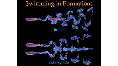 Unraveling hydrodynamic interactions in fish schools: A three ...