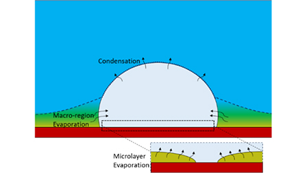 On the quantification of microlayer contribution toward bubble growth ...