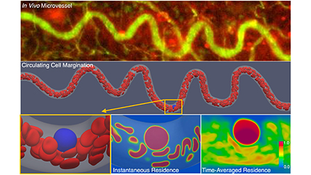 Margination behavior of a circulating cell in a tortuous microvessel ...