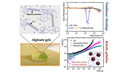 Alginate biopolymer viscoelasticity from sol to gel: Linear and ...