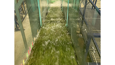 Determining aeration properties over vegetated embankments | Physics of ...