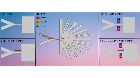 Synergistic effects of dielectrophoretic and magnetophoretic forces on ...