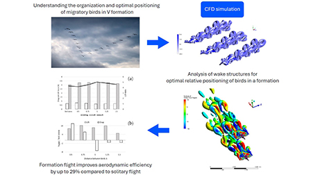 Aerodynamic mechanisms behind energy efficiency in migratory bird ...