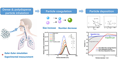 Study of particle coagulation and deposition in the human respiratory ...